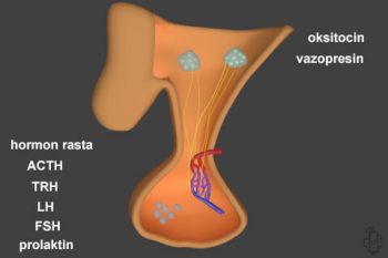 Hormoni hipofize - adenohipofiza, neurohipofiza, hormon rasta ...