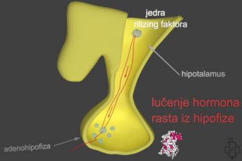 Humani hormon rasta - somatotropin, hipotalamus, hipofiza,