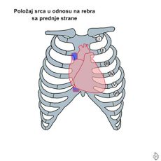 Anatomija srca - srčane komore, srčana pumpa, slojevi zida, položaj