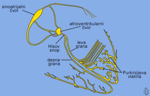 Provodni sistem srca - Sinoatrijalni čvor, atrioventrikularni čvor ...